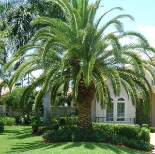 Palm Tree Services in South Florida | Zimmerman Tree Service