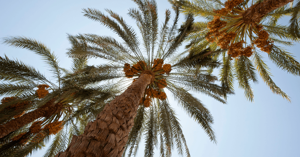 Lethal Bronzing Disease in Palm Trees | Zimmerman Tree Service