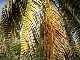 When to Call a Tree Expert in Dry Season