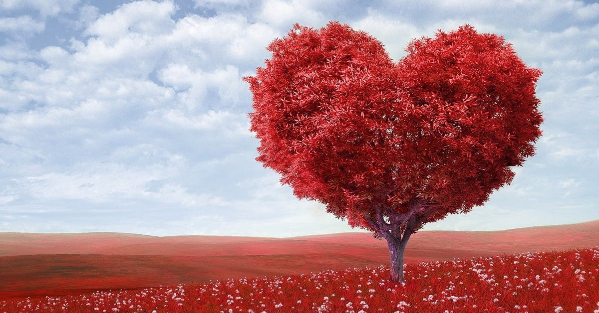 How to Choose the Right Tree for your Yard? | Zimmerman Palm Beach