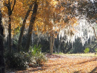 How to Care for Plants in the Falll? | Zimmerman Tree Service