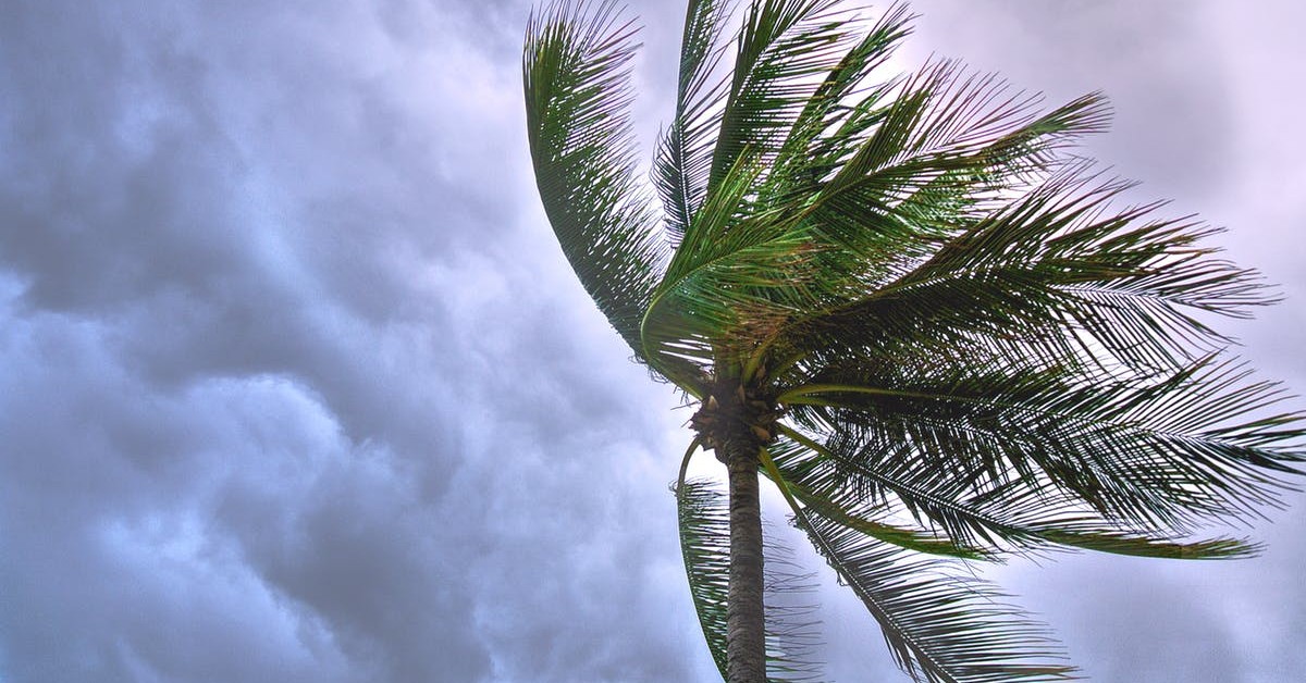 Preparing Trees for Hurricane Season - Zimmerman Tree Service