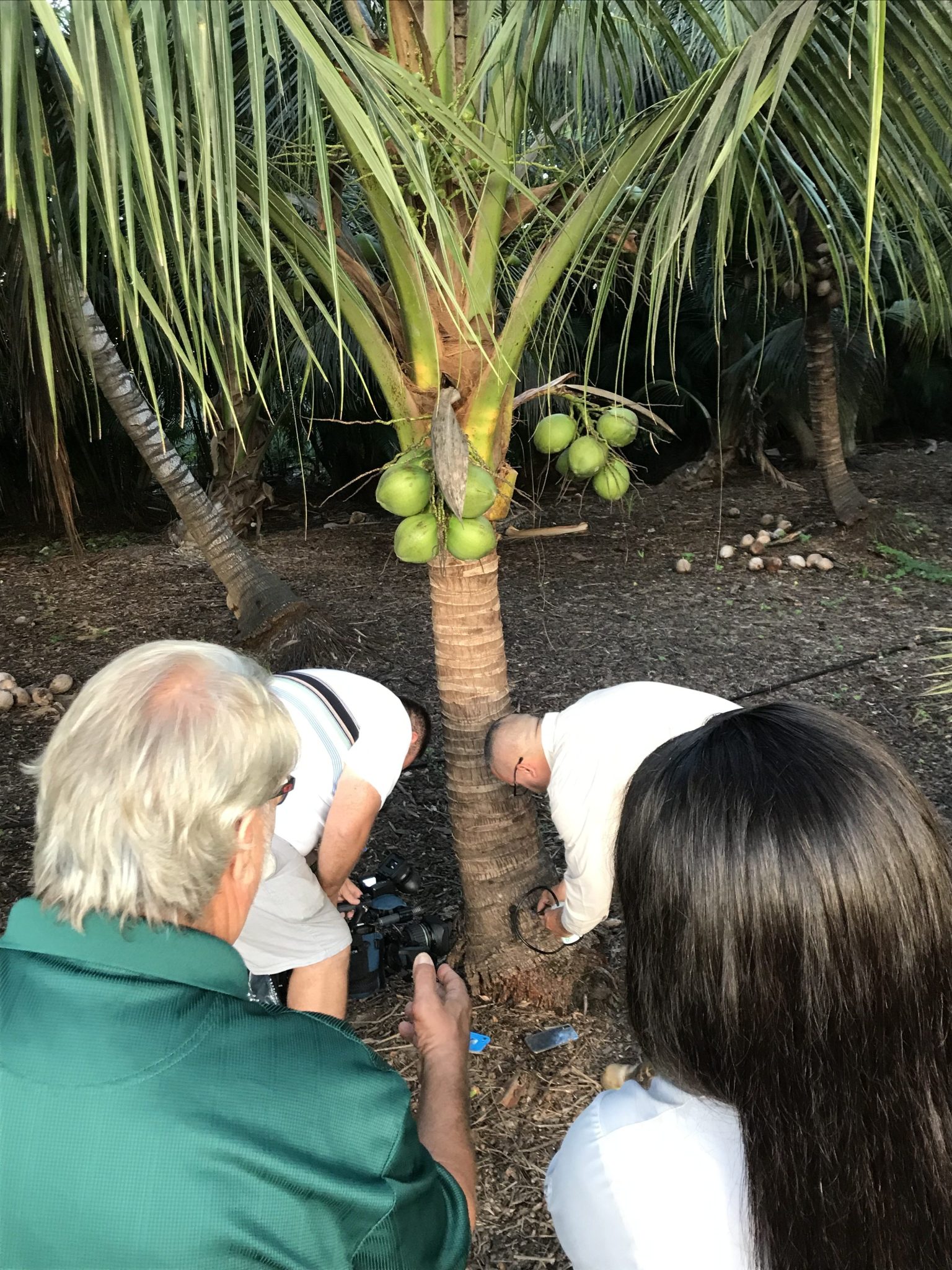 Palm Tree Diseases in Florida | Zimmerman