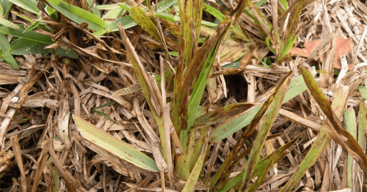 What is Viral Necrosis in Plants? | Zimmerman Tree Services