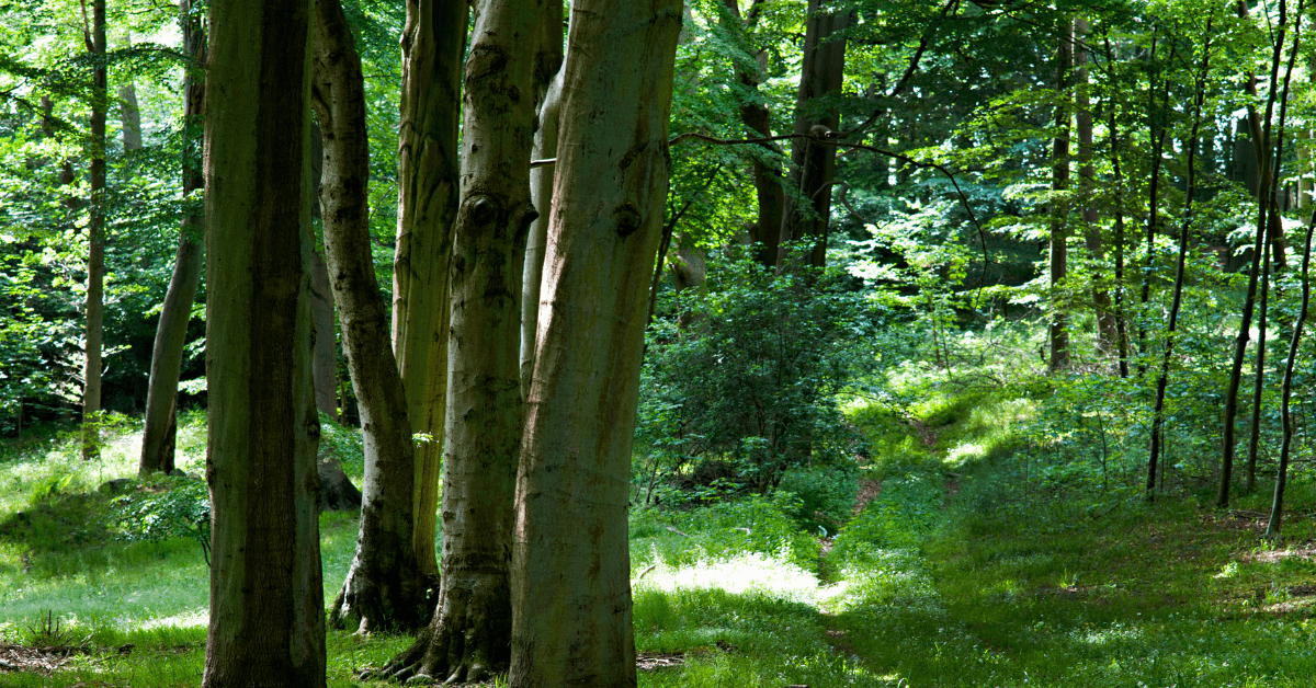 Dealing with Black Olive Tree Stains | Zimmerman Tree Service