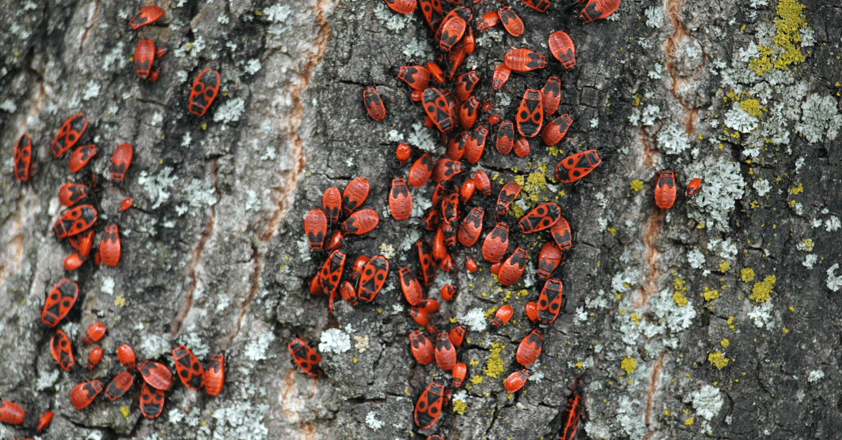 Why Do You Have Tree Bugs? | Zimmerman Tree Service