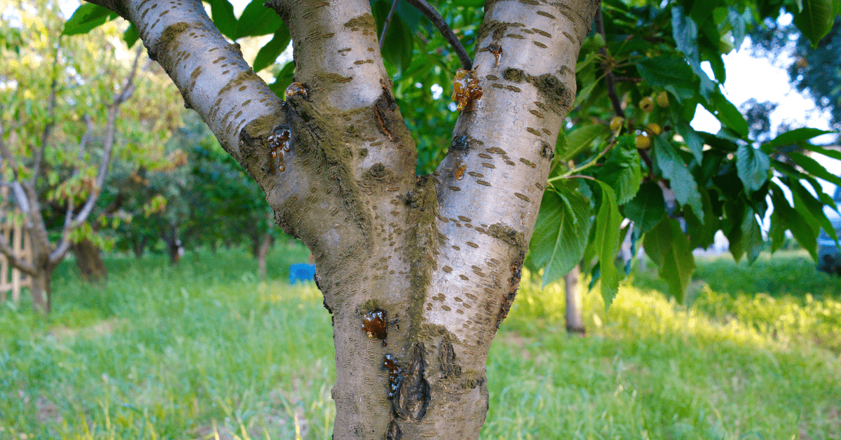 Guide on Fighting Tree Disease | Zimmerman Tree Service