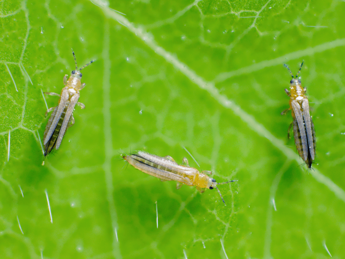 Managing Common Tree Pests | Zimmerman Tree Service