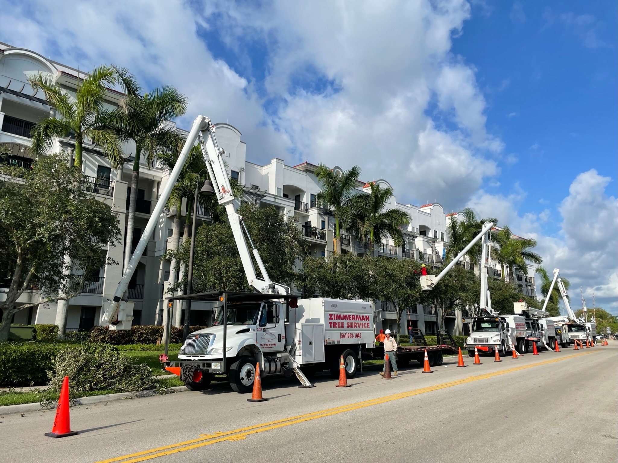 South Florida's Spring Tree Pruning Guide | Zimmerman