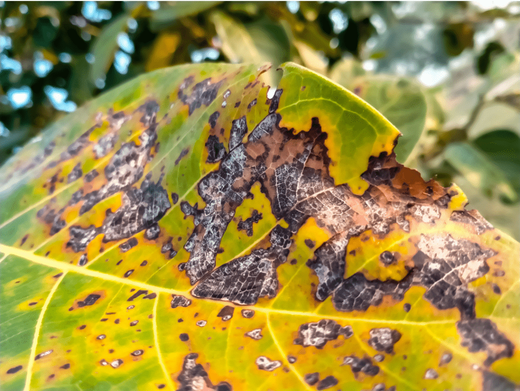 Tree Leaves Yellowing: Drought or Disease?