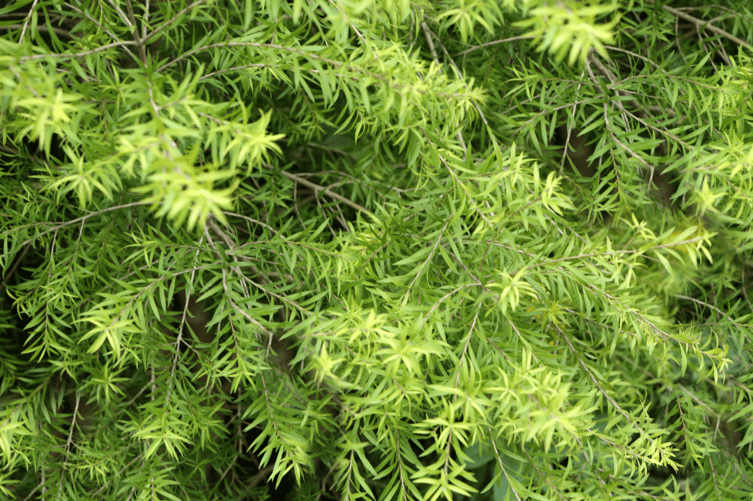 Invasive tree Species In South Florida: How To Manage Them