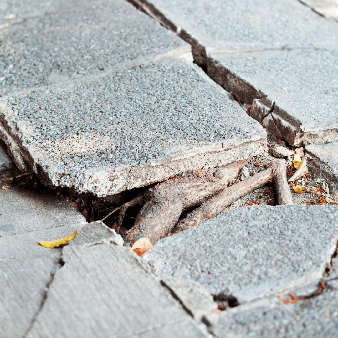 Root Problems in South Florida Trees: Identification and Prevention